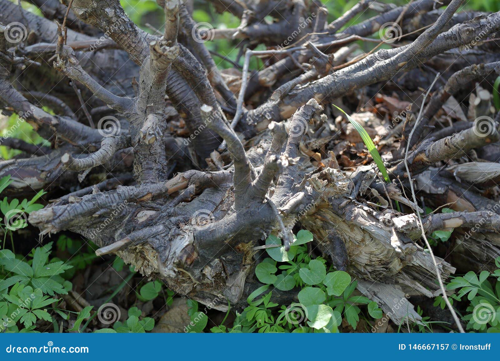 Tree roots on the lawn stock image. Image of decoration - 146667157