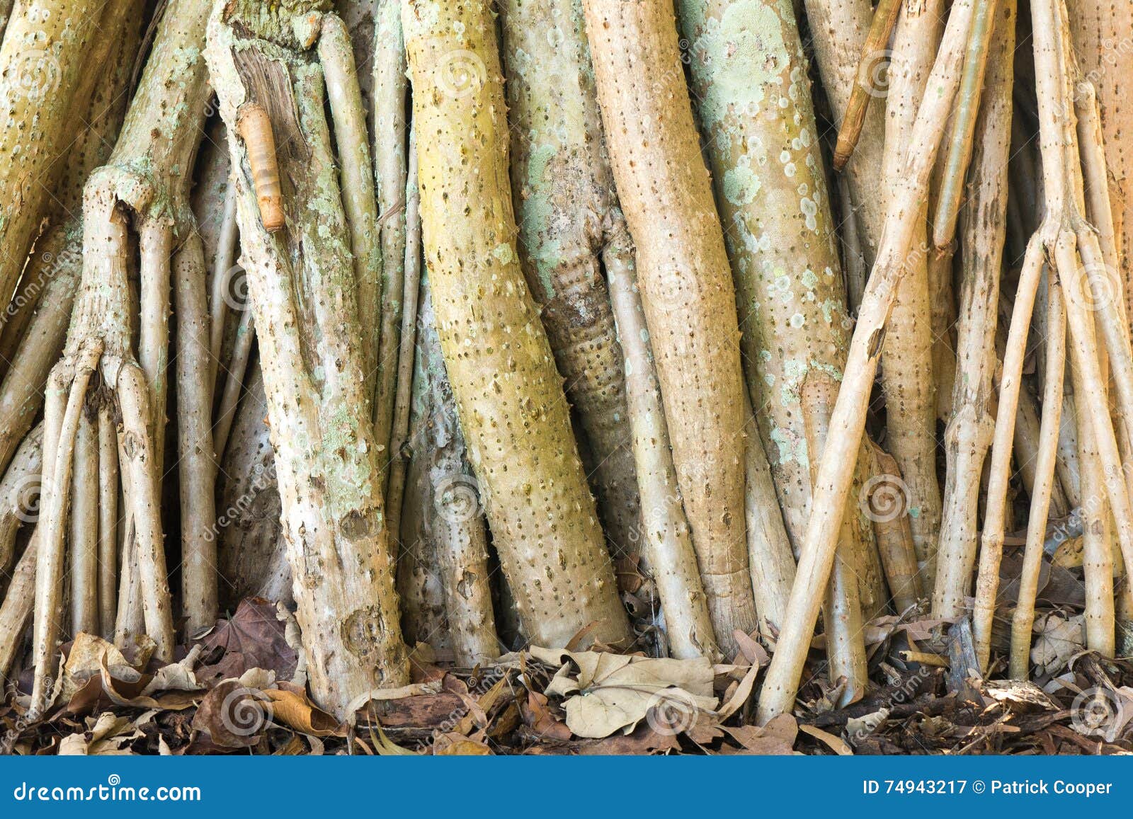 Tree Roots on Leaf Covered Ground Stock Image - Image of nature ...