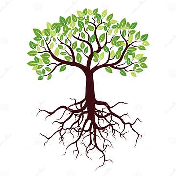 Tree with Roots and Leafs. stock illustration. Illustration of ...