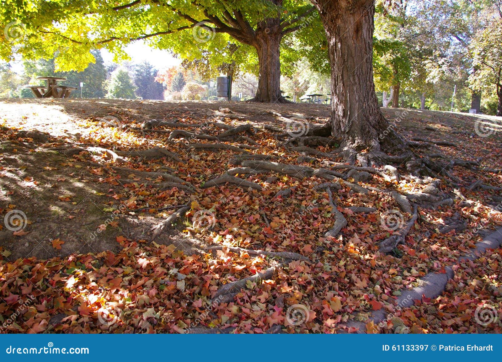 Tree roots in the leaves stock image. Image of leaves - 61133397