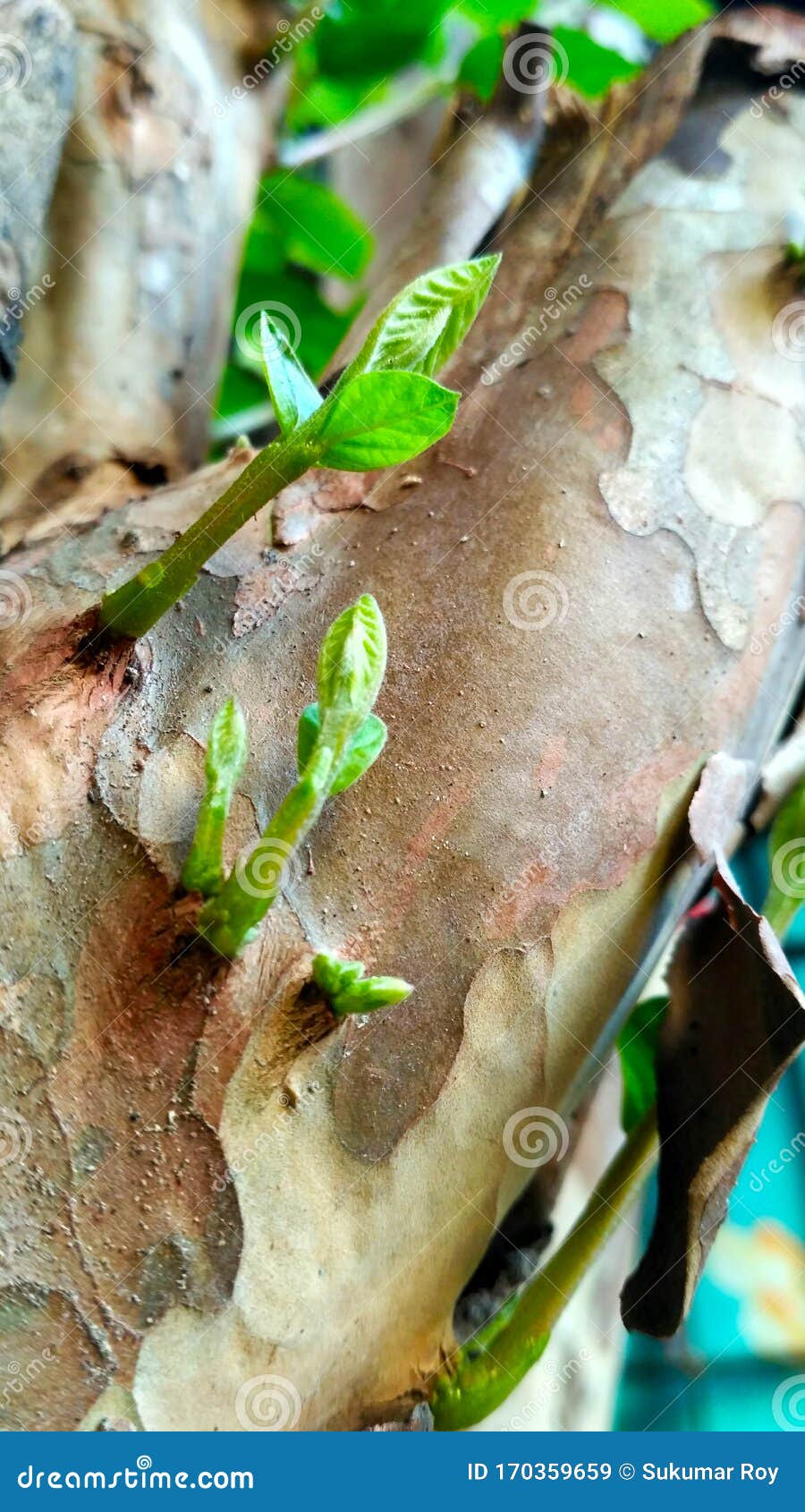 Tree Roots and Leaves are Growing Stock Image - Image of outdoors ...