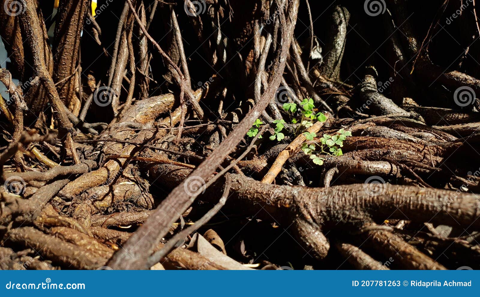 Tree Roots with Little Plant Stock Image - Image of wood, brown: 207781263