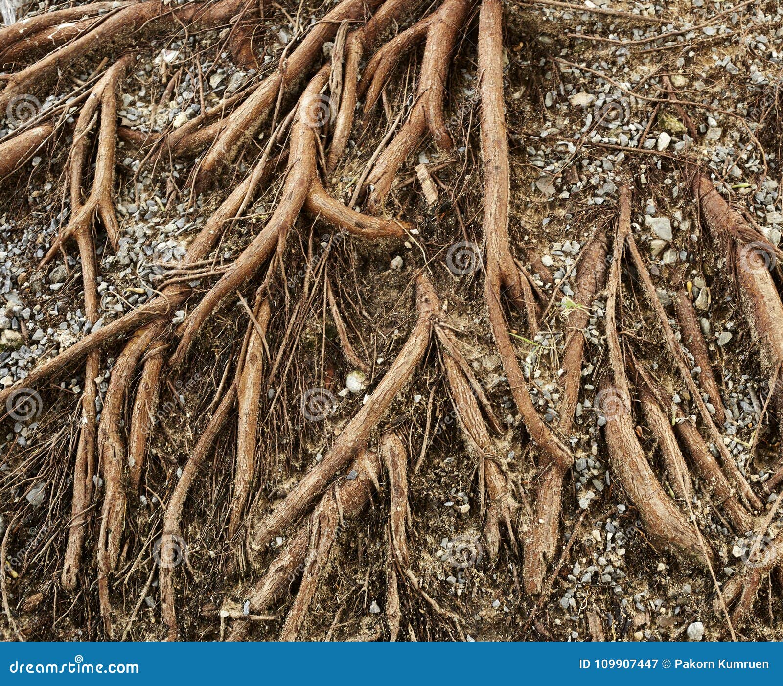 The tree roots a long time stock image. Image of field - 109907447