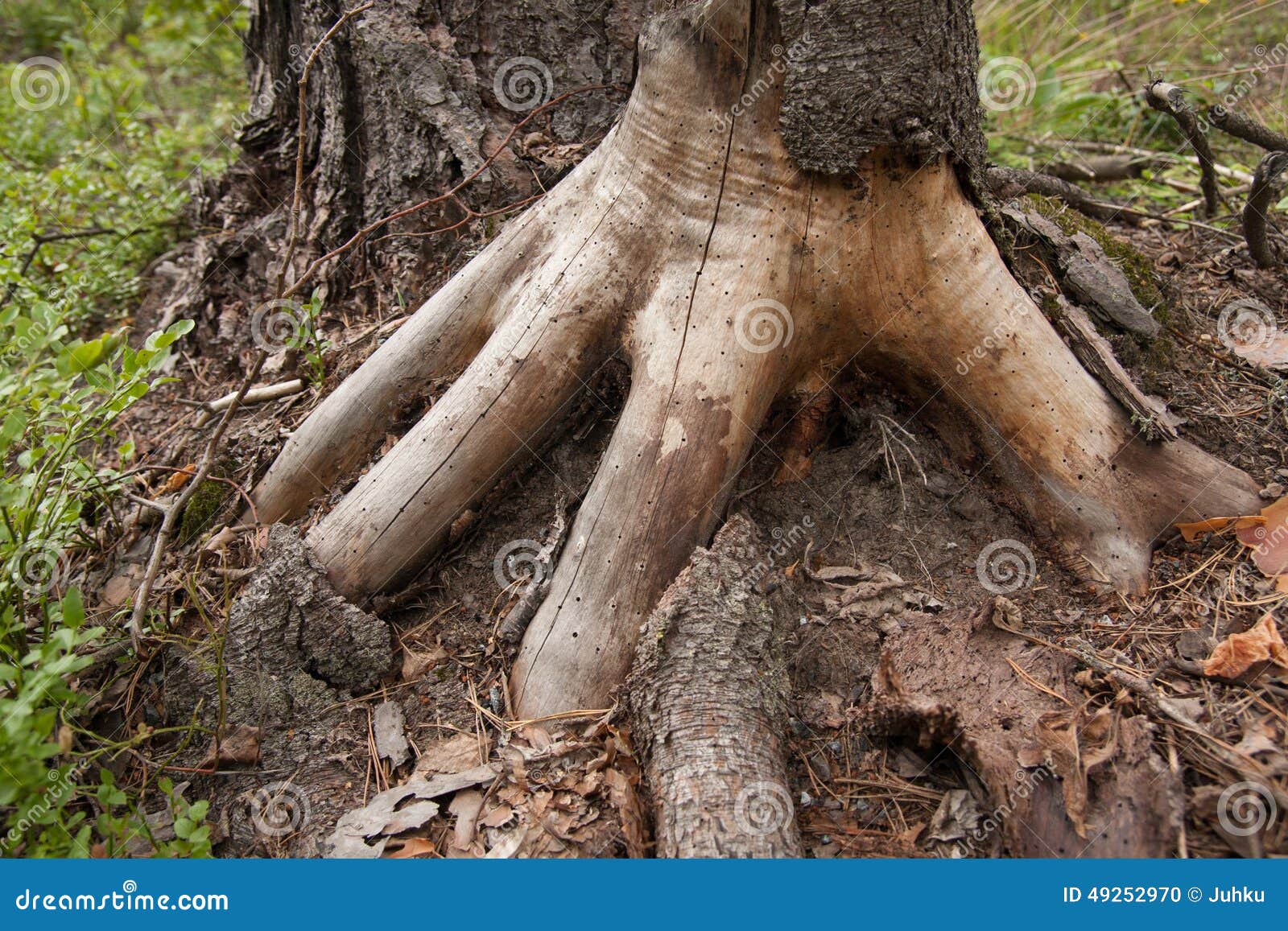 Tree Roots That Look Like A Hand Stock Photo - Image: 49252970