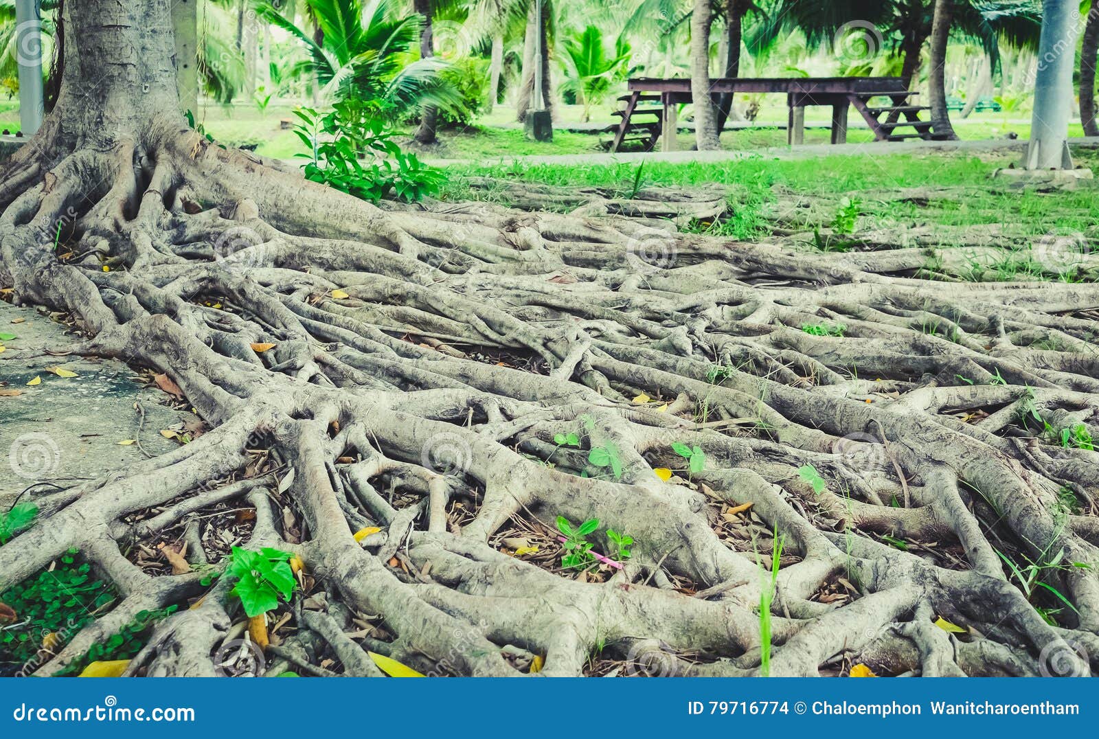 Tree Roots are a Lot of Branches Stock Photo - Image of growing, bark ...