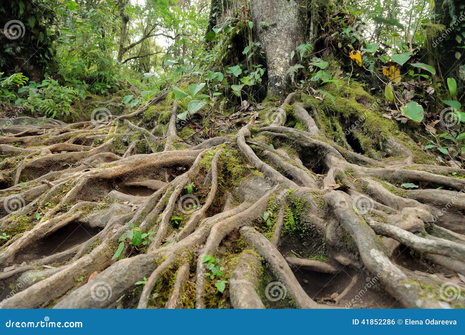 Tree roots stock photo. Image of indinesia, wood, landscape - 41852286