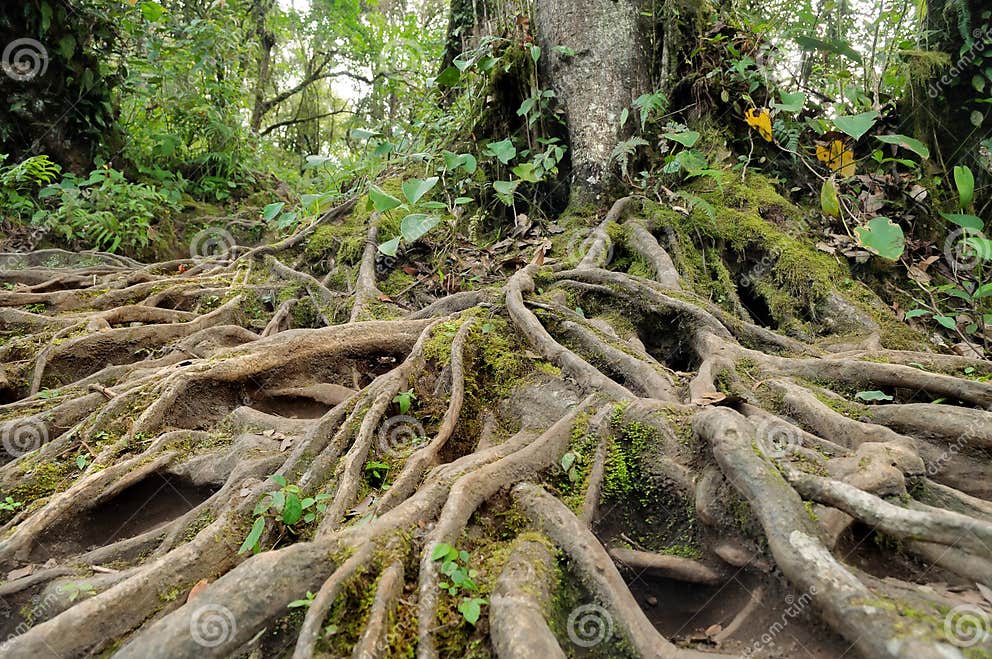 Tree roots stock photo. Image of indinesia, wood, landscape - 41852286