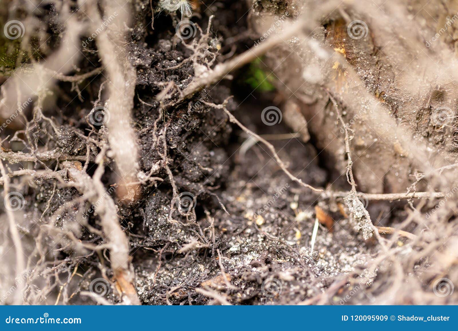 Tree roots macro stock image. Image of organic, ecology - 120095909