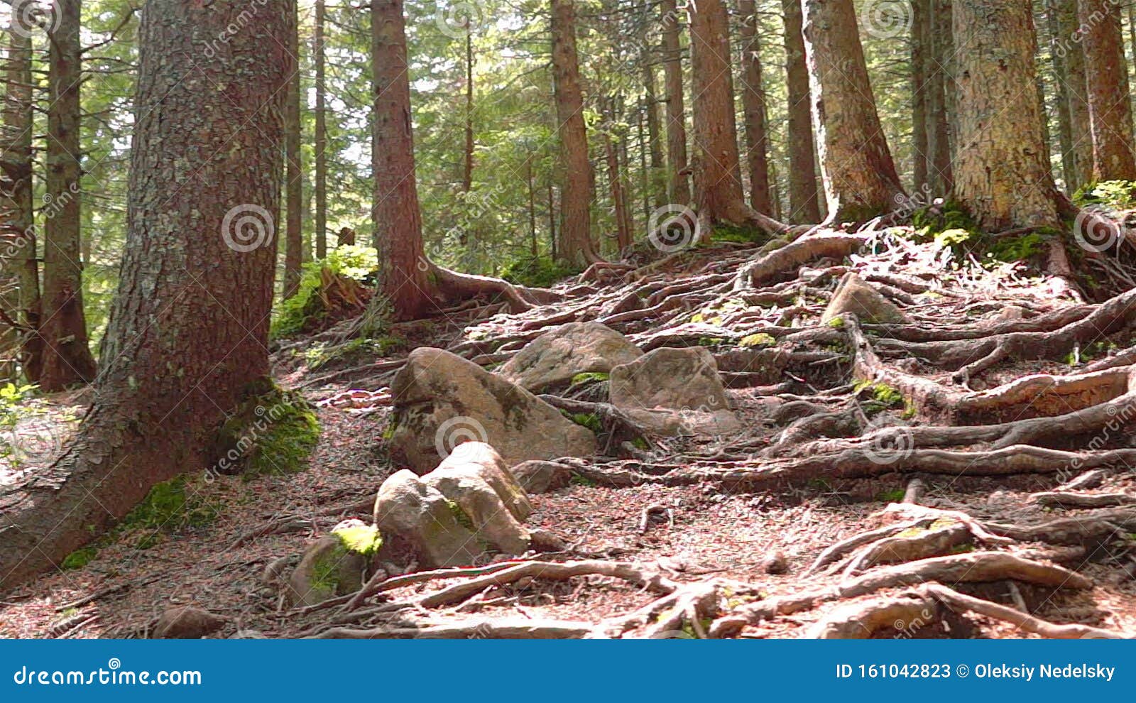 Tree Roots in a Magic Pine Forest Stock Video - Video of reserve ...