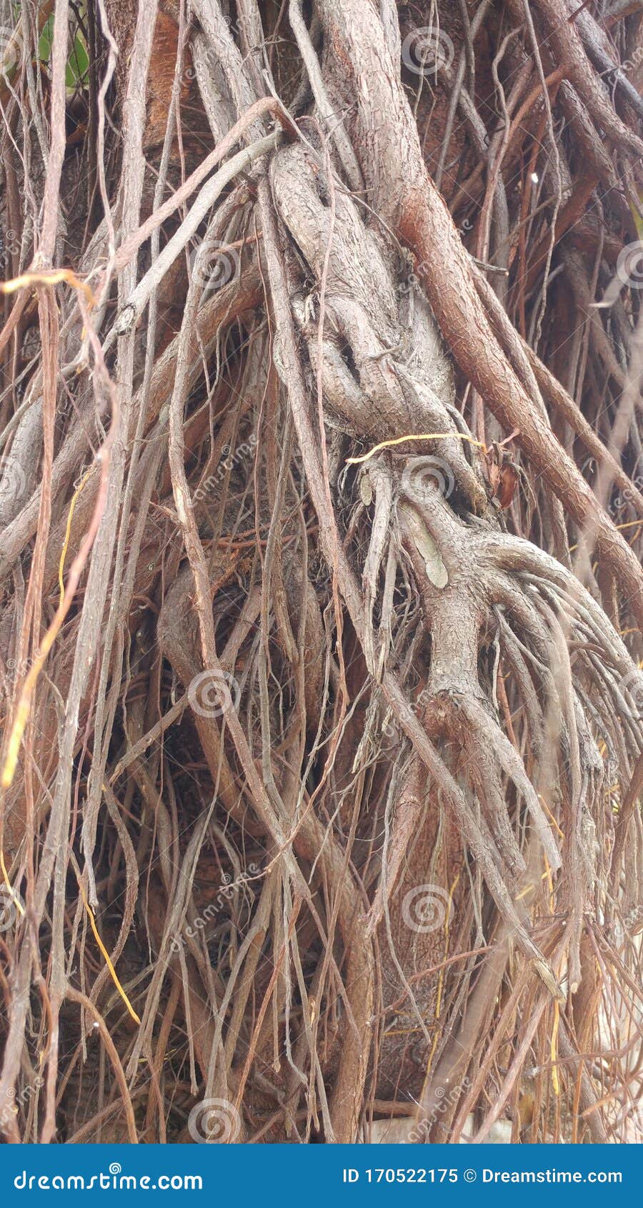 Tree Roots Magic on Summer Time Stock Image - Image of tree, summer ...