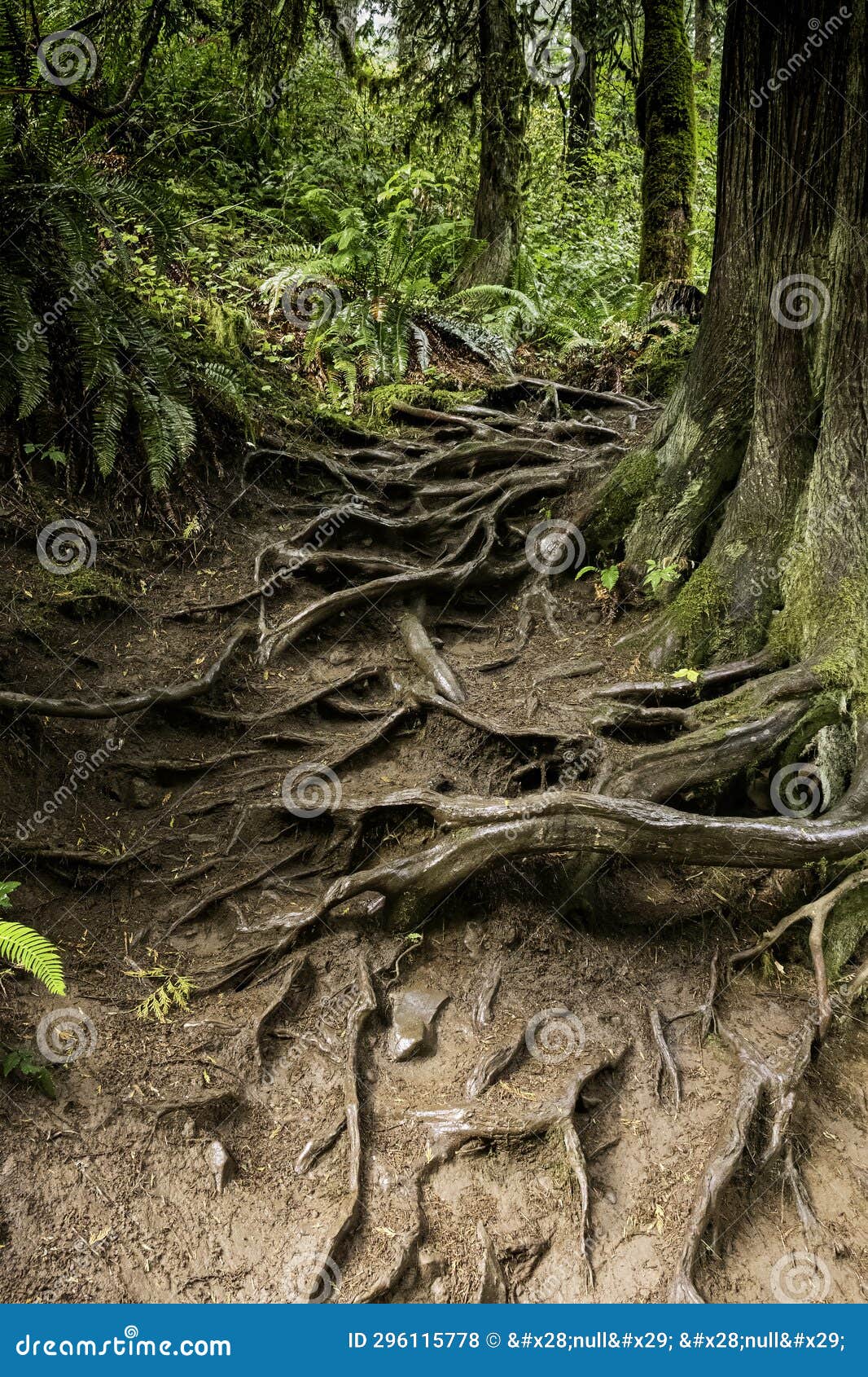 Tree roots make a stairway stock photo. Image of natural - 296115778