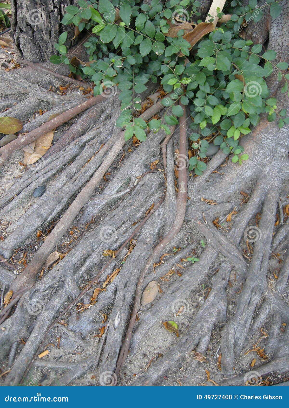 Tree roots stock photo. Image of maze, biology, surrounded - 49727408