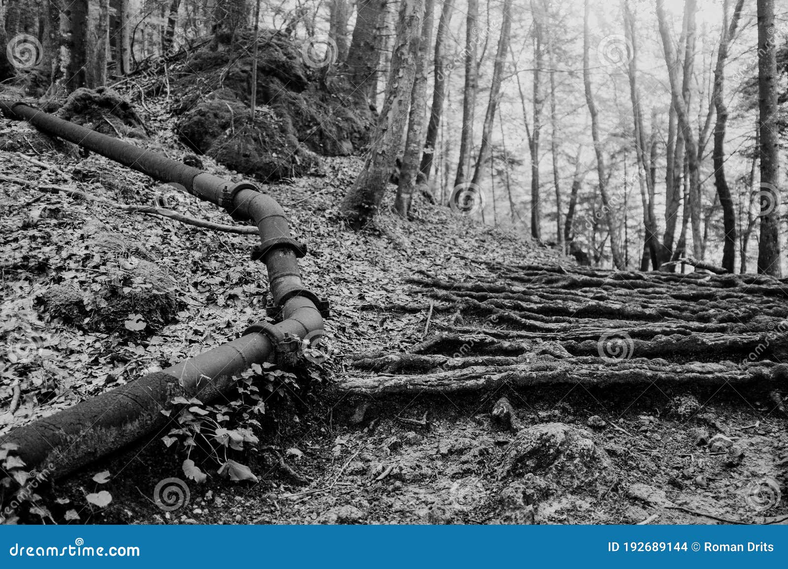 Tree Roots and Metal Pipe in the Forest Stock Photo - Image of industry ...