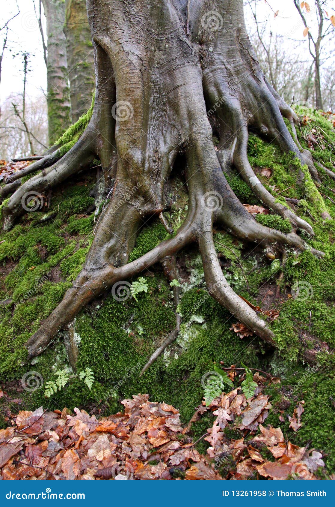 Tree roots and moss stock photo. Image of orange, forest - 13261958