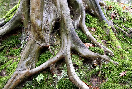 Tree roots and moss stock photo. Image of timber, growth - 13261996