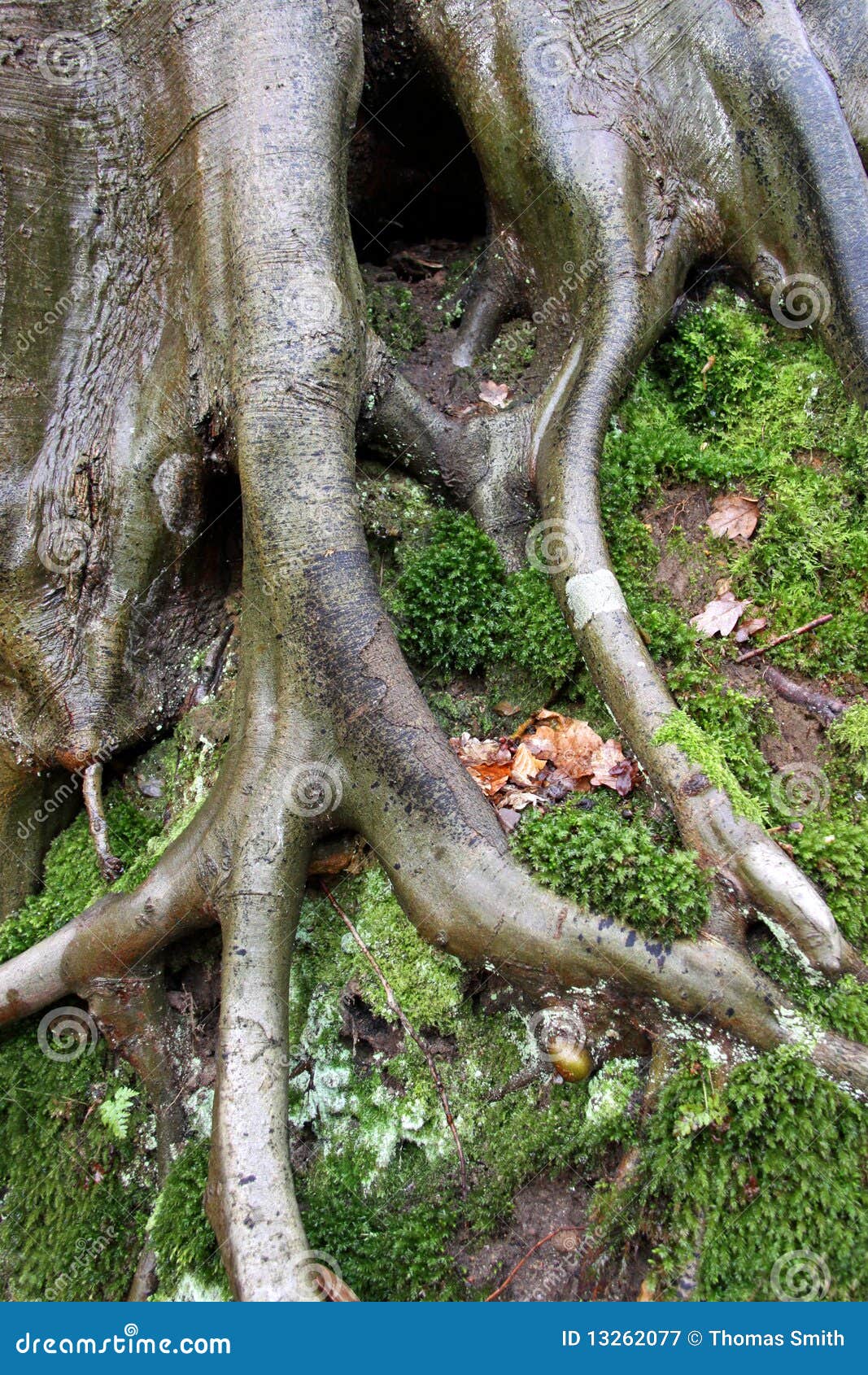 Tree roots and moss stock image. Image of countryside - 13262077