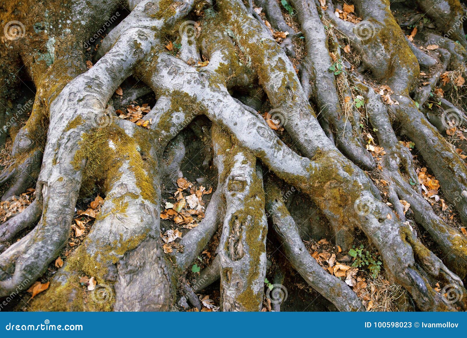 Tree Roots with Moss stock image. Image of root, leaf - 100598023