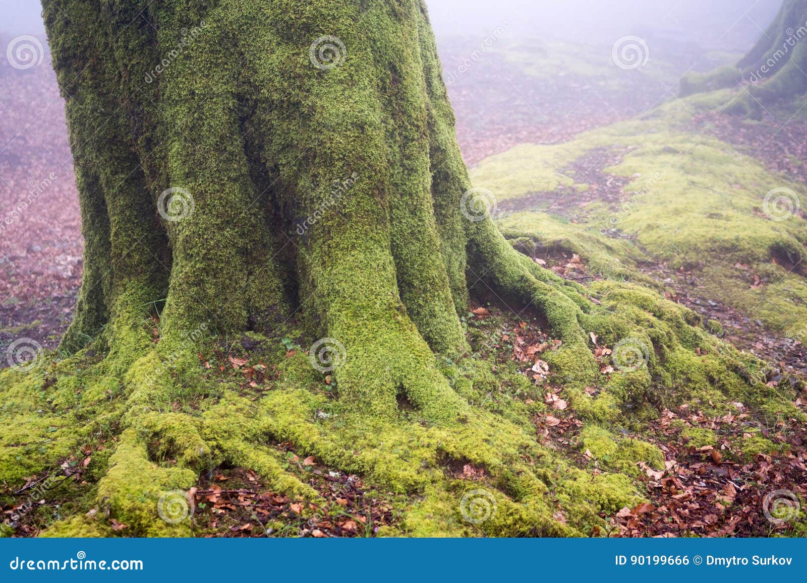 Tree Roots with Moss on Forest Stock Photo - Image of musk, environment ...