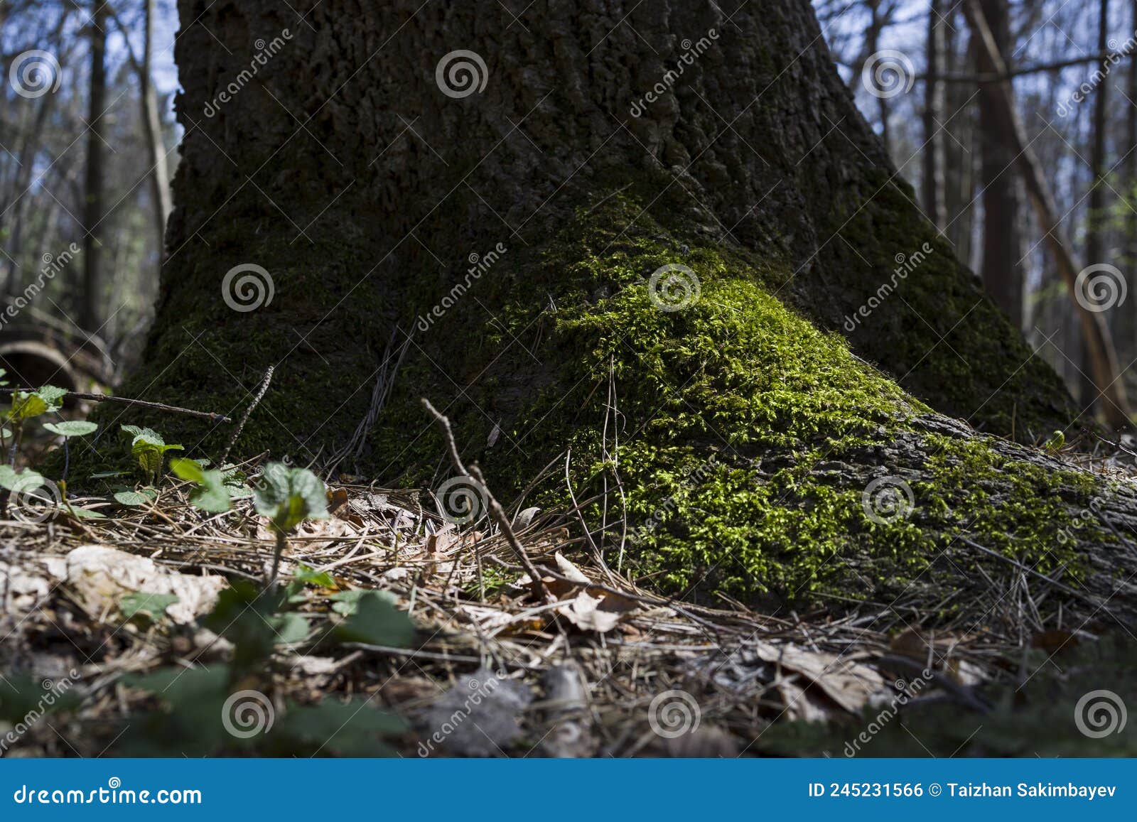 Tree Roots with Moss on Forest Stock Photo - Image of greenery, moss ...