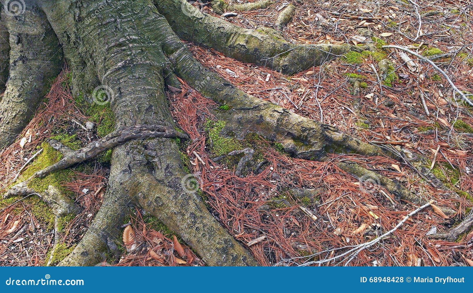 Tree roots with moss stock photo. Image of forest, nature - 68948428