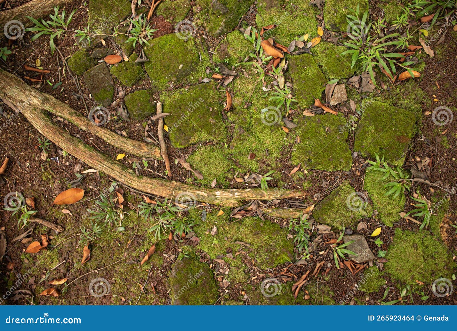Tree Roots and Moss on the Rocks Top View Stock Photo - Image of autumn ...