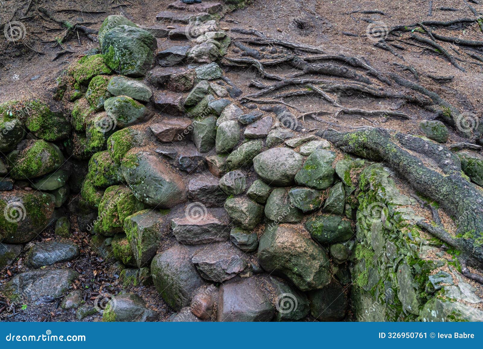 Tree Roots, Moss-strewn Rock Pile Stock Image - Image of wood, mountain ...