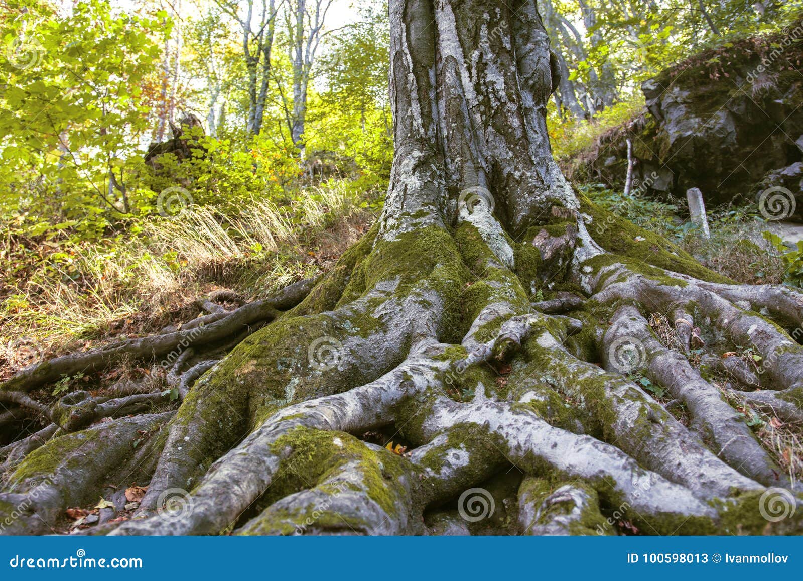 Tree Roots with Moss stock image. Image of forest, fall - 100598013