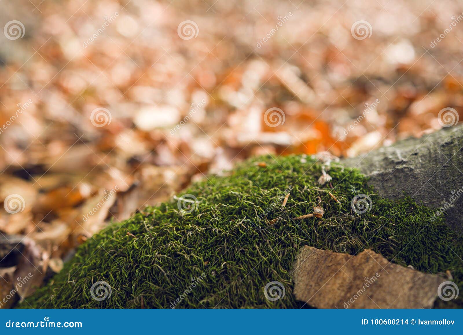 Tree Roots with Moss stock photo. Image of background - 100600214
