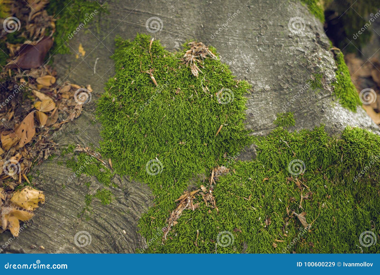 Tree Roots with Moss stock image. Image of light, ground - 100600229