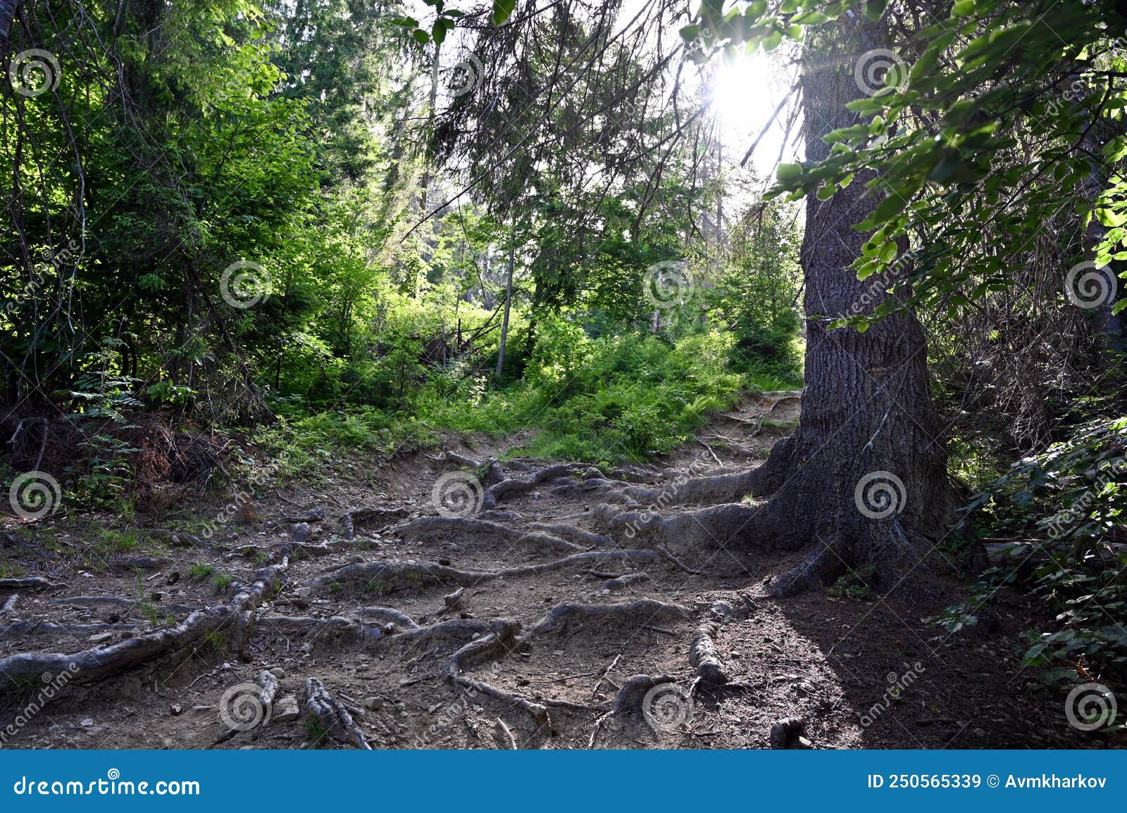 Path To the Top of the Mountain Stock Image - Image of nature ...