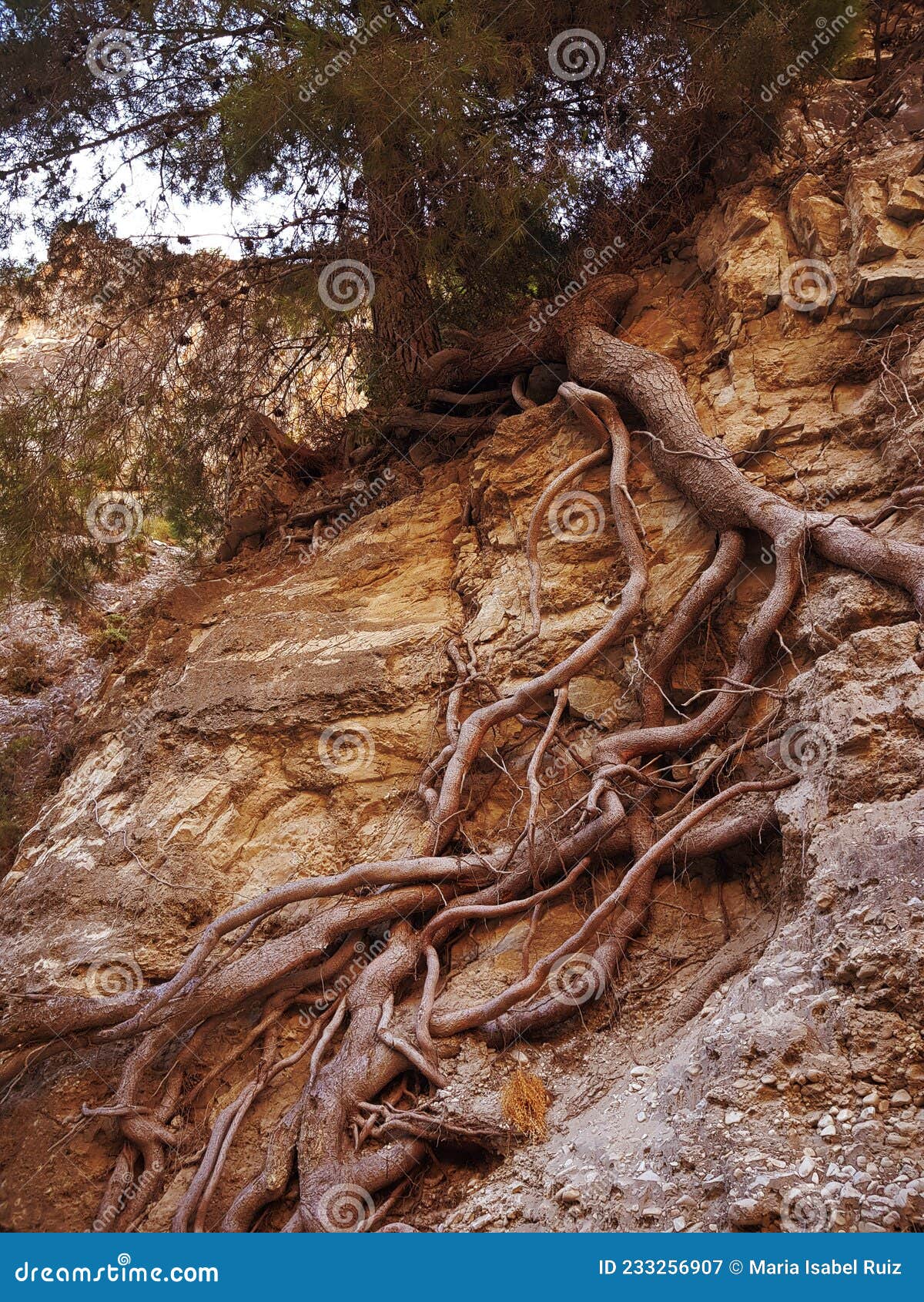 Tree Roots in the Mountain, Roots of Centennial Tree Stock Image ...