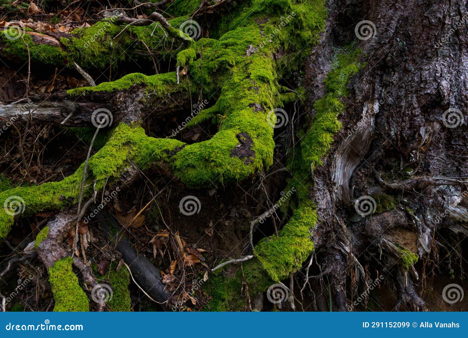 Tree Roots on a Mountain Slope Stock Image - Image of outdoor, nature ...