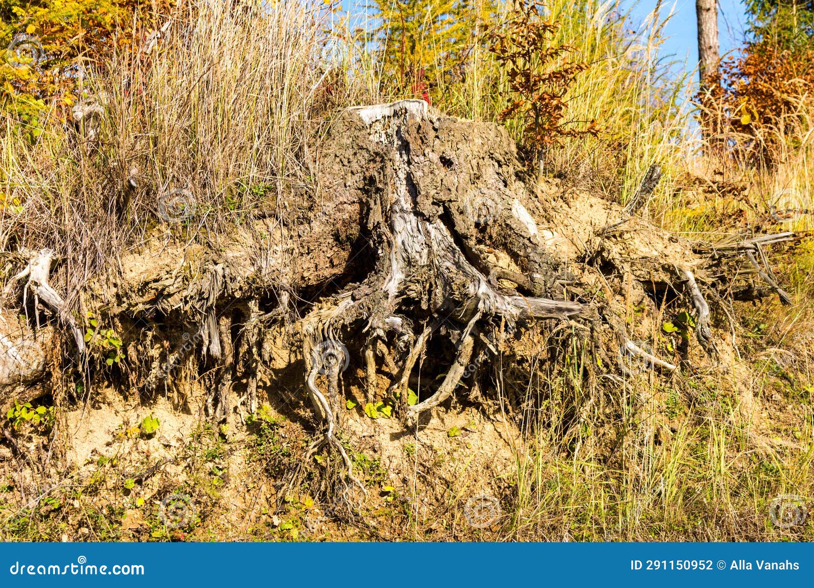 Tree Roots on a Mountain Slope Stock Photo - Image of leaf, green ...