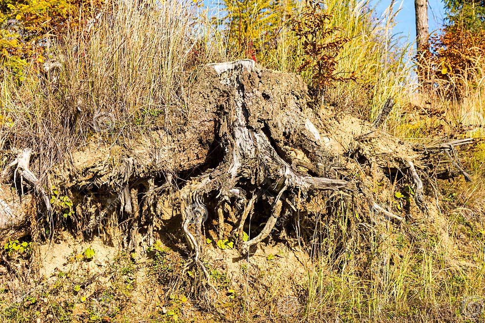 Tree Roots on a Mountain Slope Stock Photo - Image of leaf, green ...