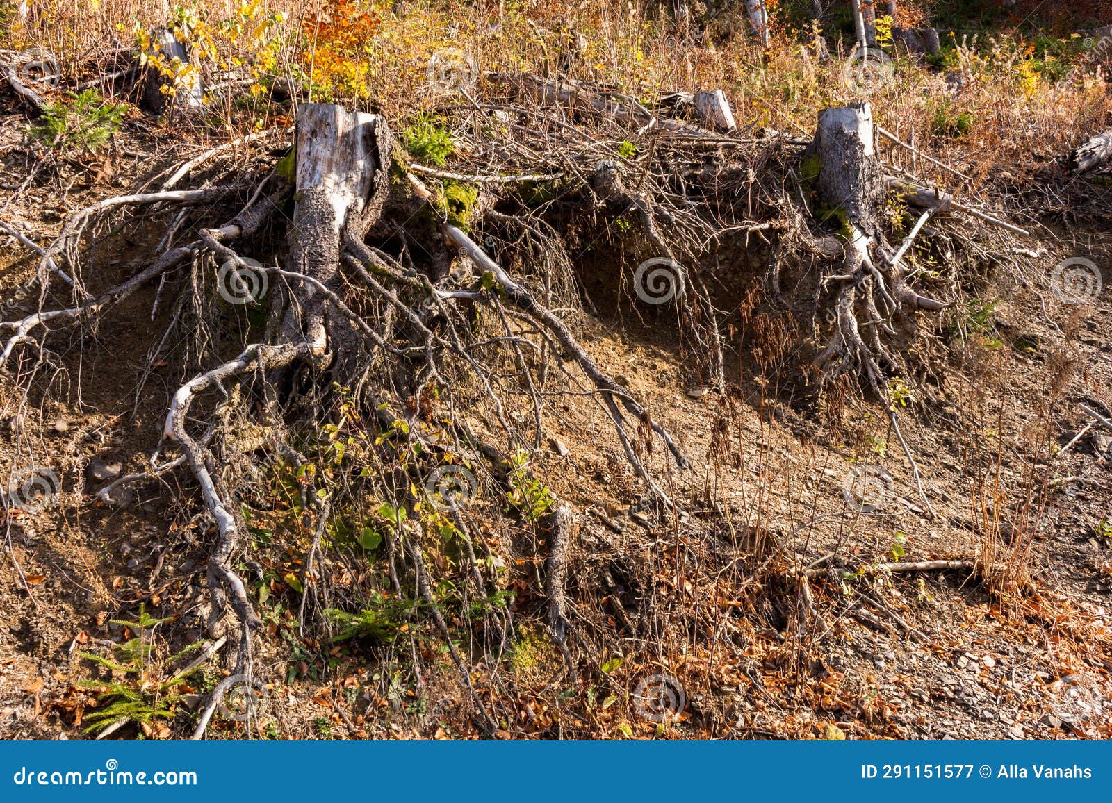 Tree Roots on a Mountain Slope Stock Image - Image of ground, growth ...