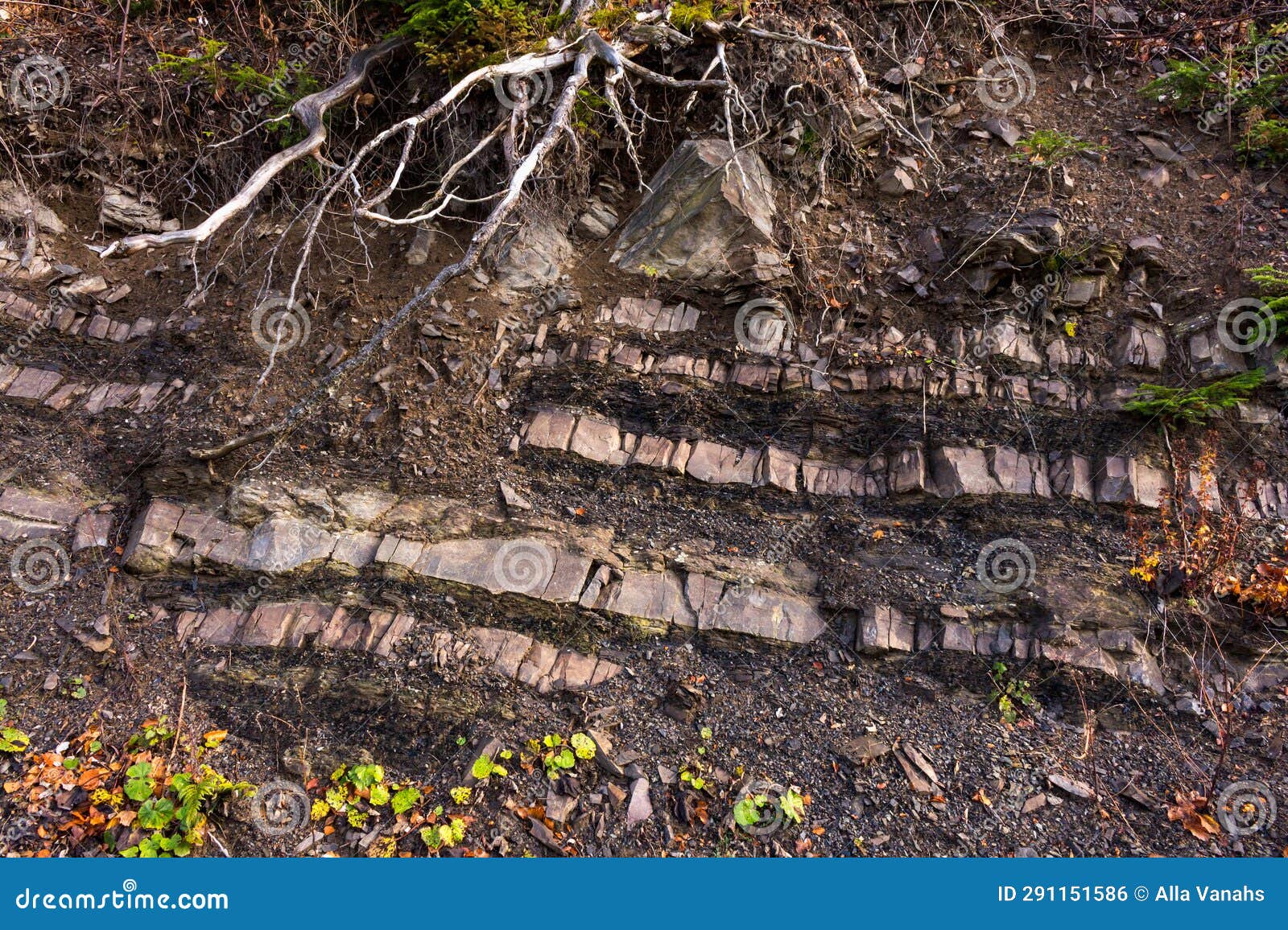 Tree Roots on a Mountain Slope Stock Photo - Image of mountain, forest ...