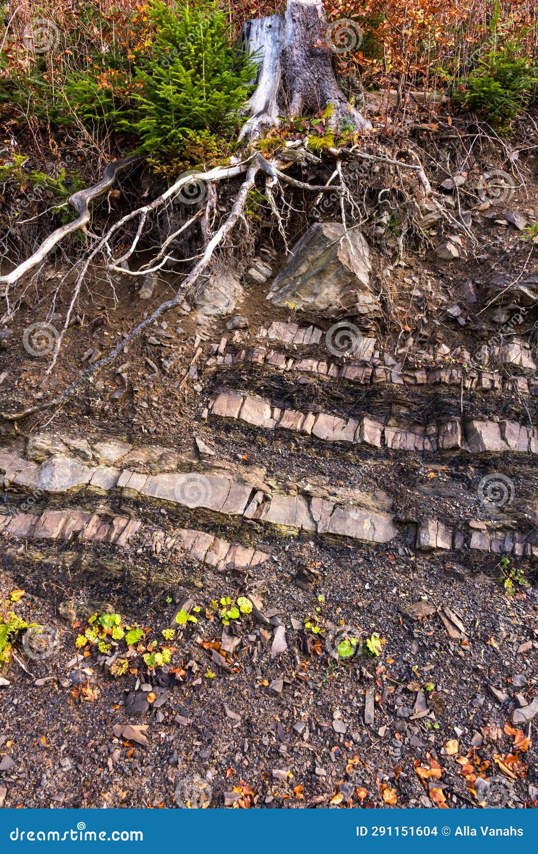 Tree Roots on a Mountain Slope Stock Photo - Image of beautiful, nature ...