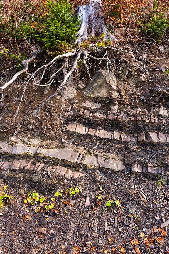 Tree Roots on a Mountain Slope Stock Photo - Image of beautiful, nature ...