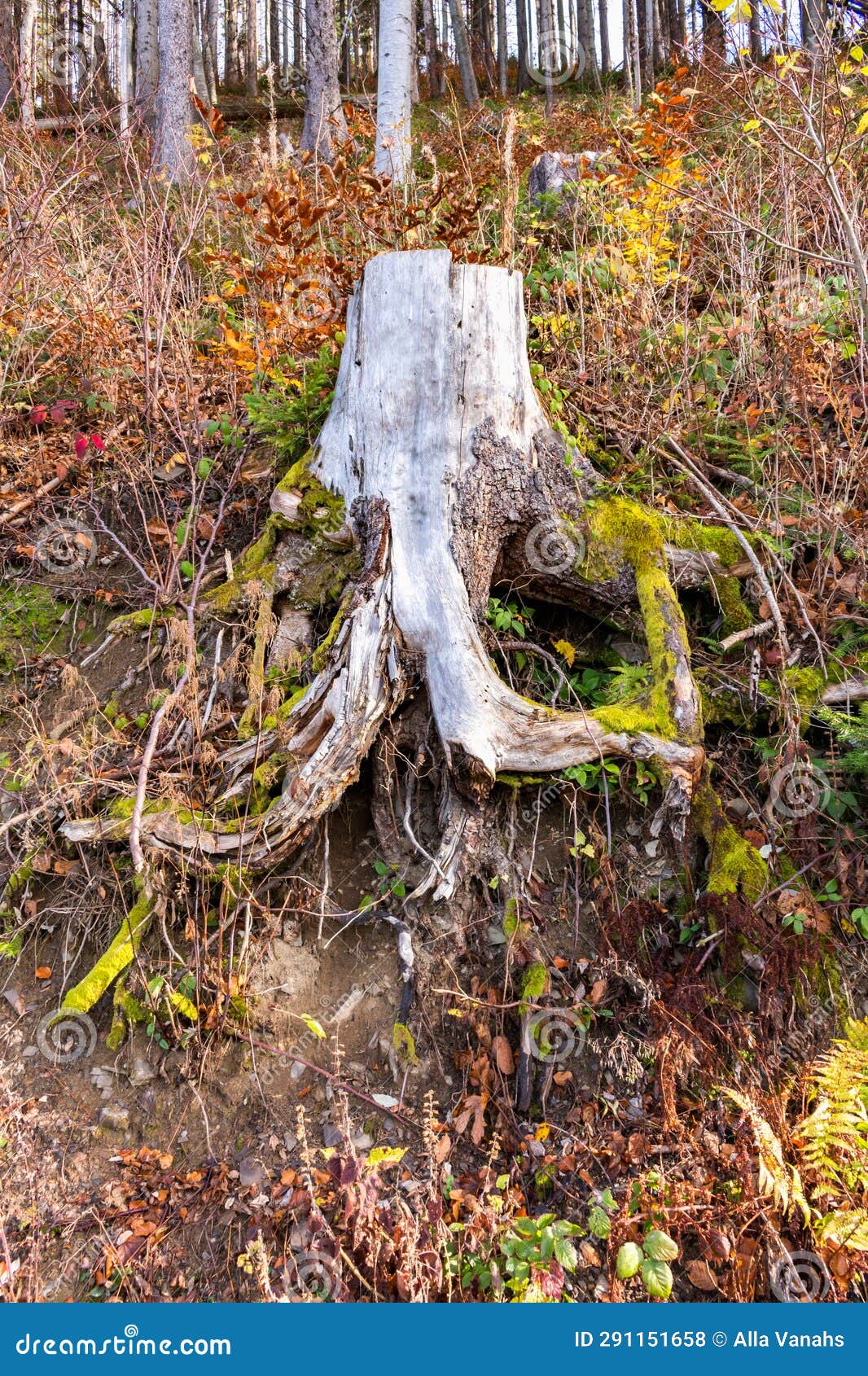 Tree Roots on a Mountain Slope Stock Photo - Image of root, beautiful ...