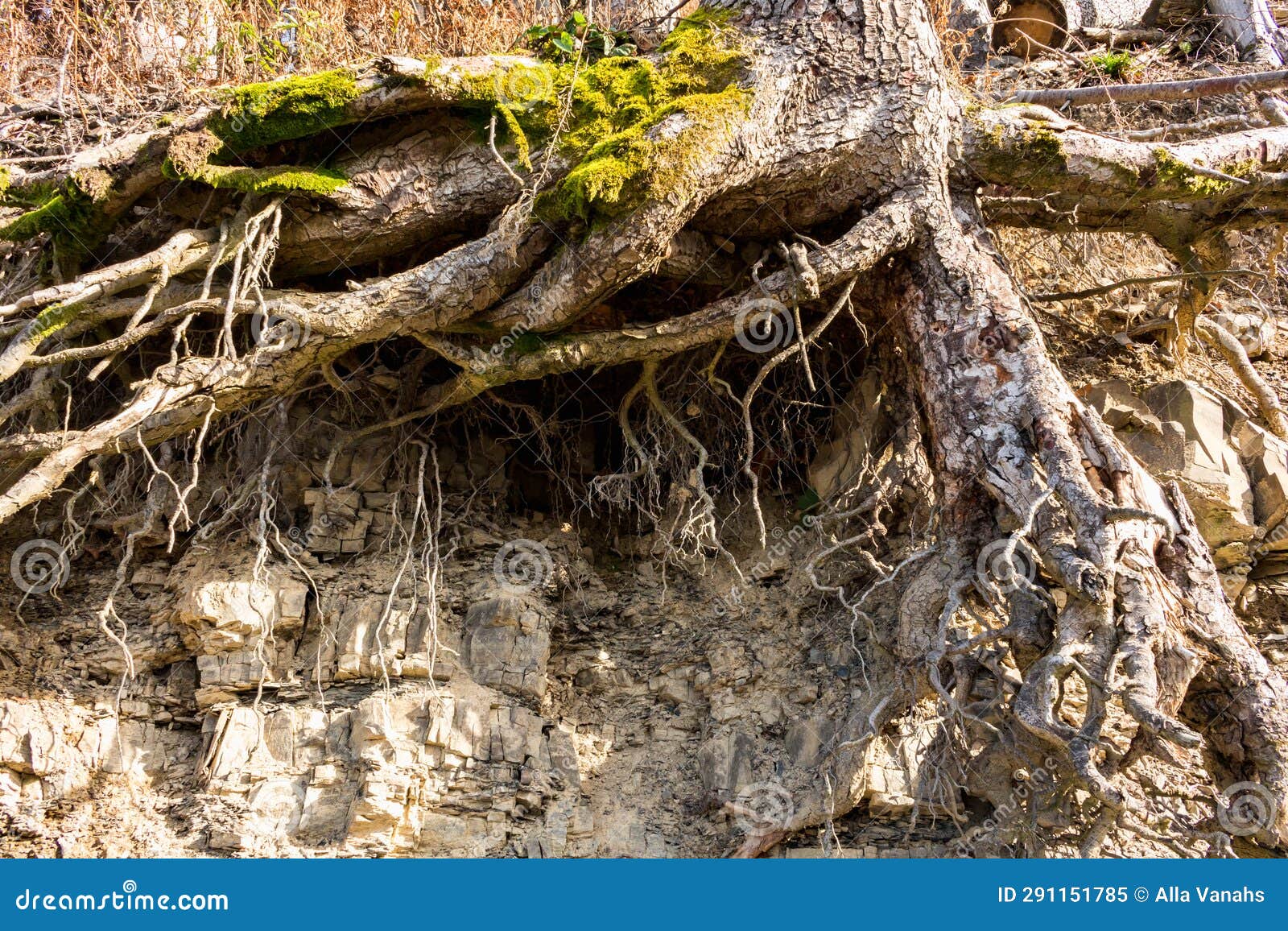 Tree Roots on a Mountain Slope Stock Image - Image of environment ...