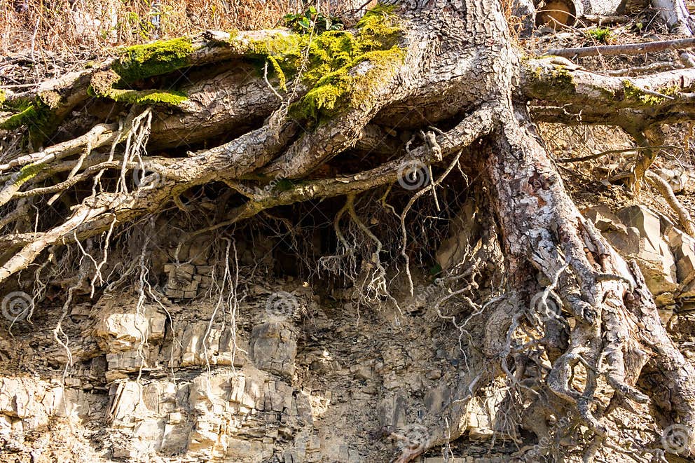 Tree Roots on a Mountain Slope Stock Image - Image of environment ...