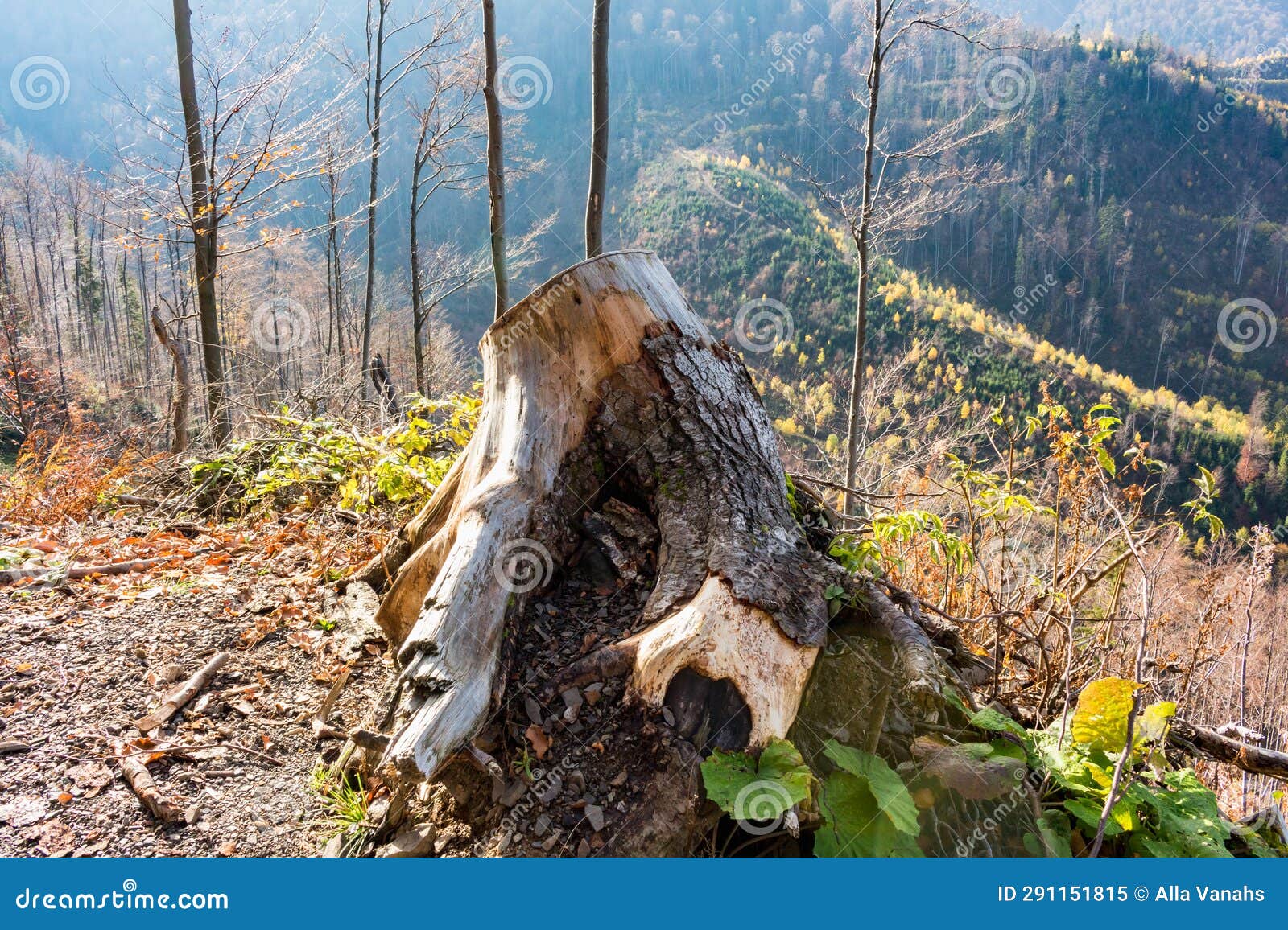 Tree Roots on a Mountain Slope Stock Image - Image of path, tree: 291151815