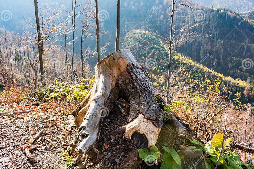 Tree Roots on a Mountain Slope Stock Image - Image of path, tree: 291151815