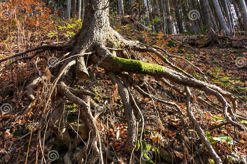 Tree Roots on a Mountain Slope Stock Photo - Image of landscape, moss ...