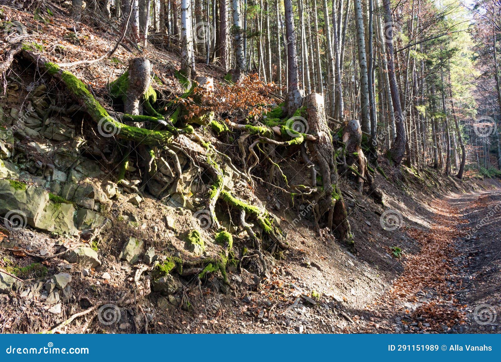 Tree Roots on a Mountain Slope Stock Image - Image of natural, stone ...