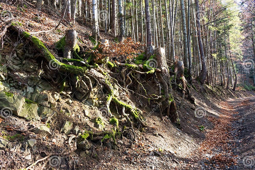 Tree Roots on a Mountain Slope Stock Image - Image of natural, stone ...