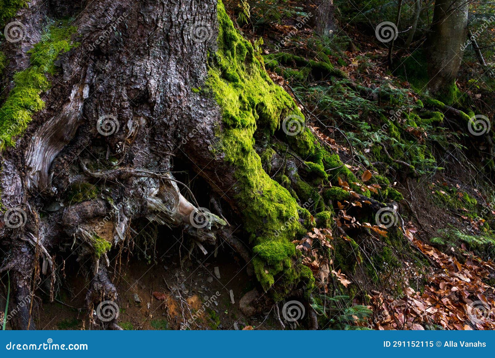 Tree Roots on a Mountain Slope Stock Image - Image of stone, beautiful ...