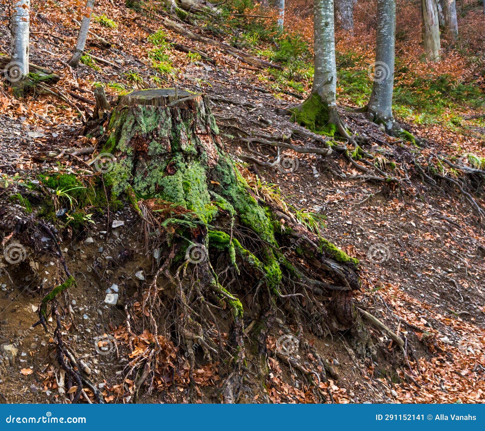 Tree Roots on a Mountain Slope Stock Image - Image of environment ...