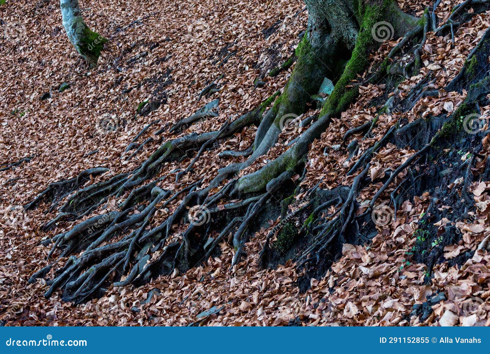 Tree Roots on a Mountain Slope Stock Image - Image of soil, wild: 291152855