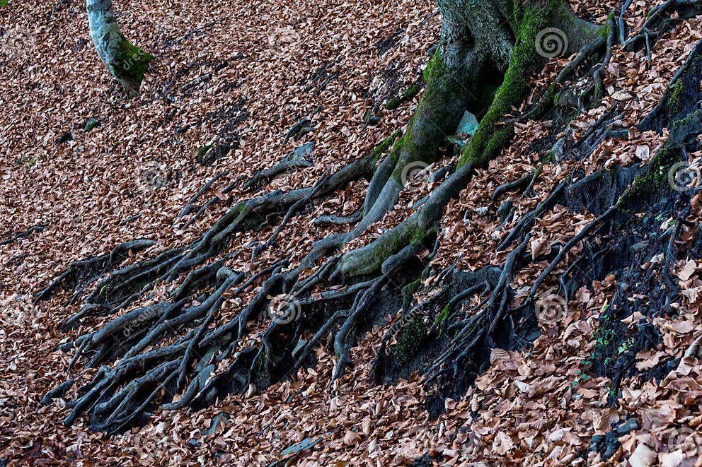 Tree Roots on a Mountain Slope Stock Image - Image of soil, wild: 291152855